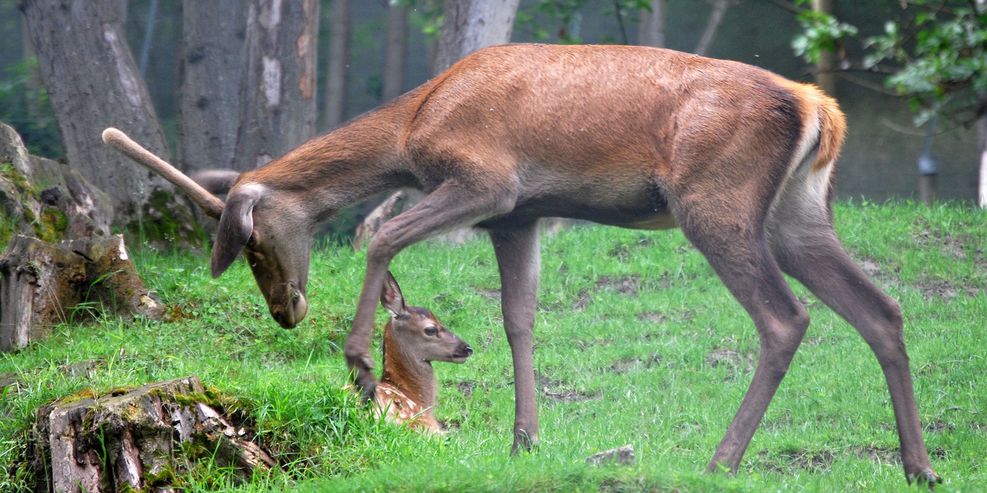 Gita in famiglia tra gli animali selvaggi: 4 mete da scoprire