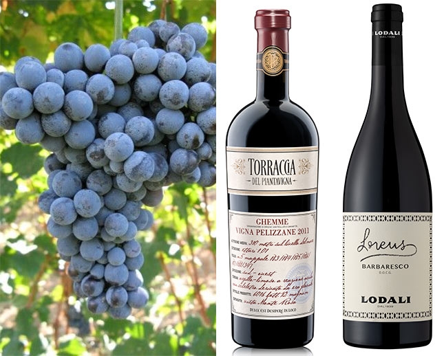 Nebbiolo, il re di cinque regni